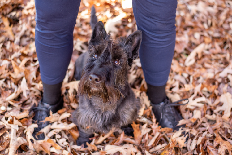 Cairns & Cousins Terrier Rescue – Cairns & Cousins Terrier Rescue ...