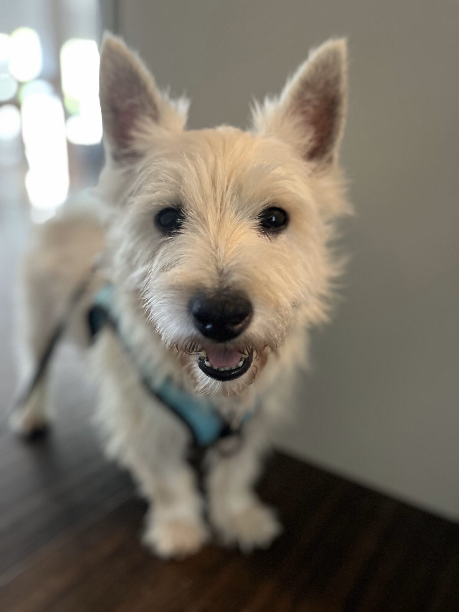 Adoption Process – Cairns & Cousins Terrier Rescue