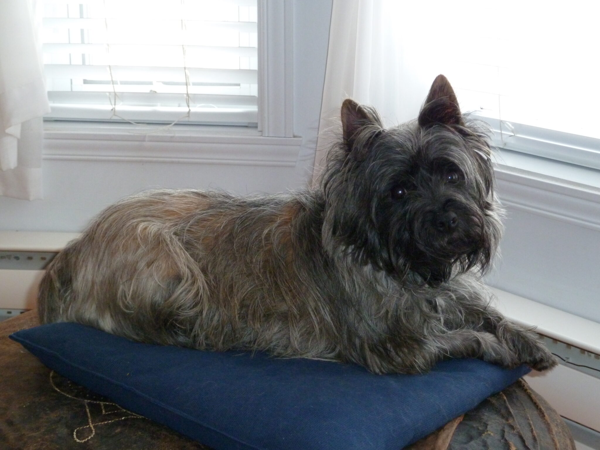 Happy Tails Dogs – Cairns & Cousins Terrier Rescue