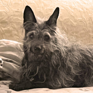 Cairns & Cousins Terrier Rescue – Cairns & Cousins Terrier Rescue ...